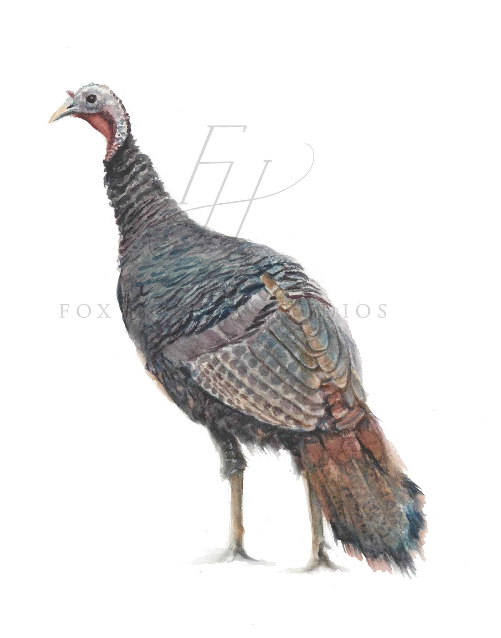 Turkey Art Print | Made in the USA | Fox Hollow Studios – Tabitha Paige